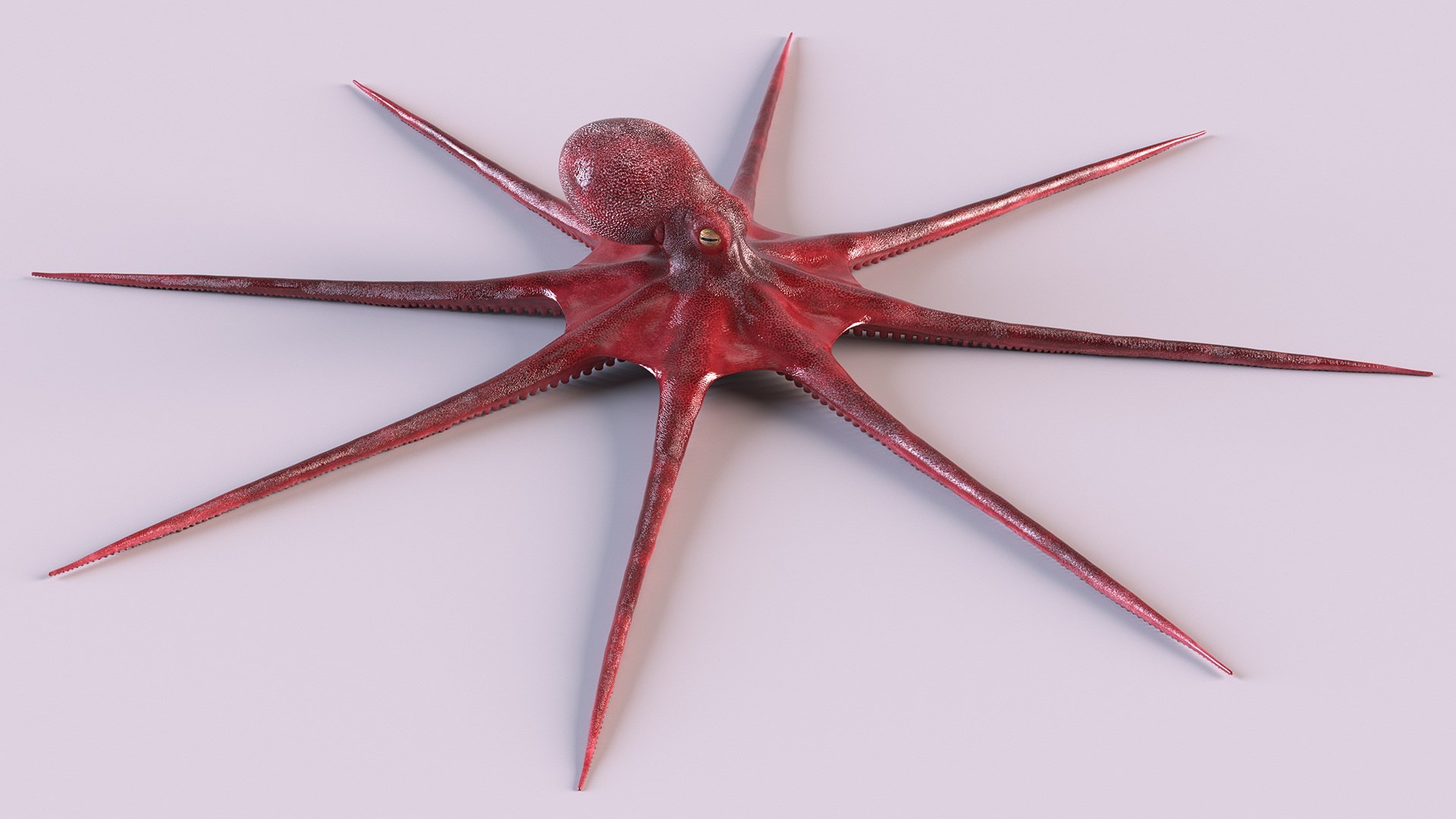 3D Octopus Vulgaris Rigged For Maya - TurboSquid 2035444