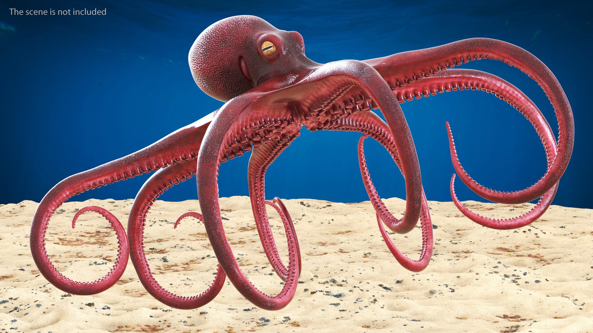 3D Octopus Vulgaris Rigged For Maya - TurboSquid 2035444