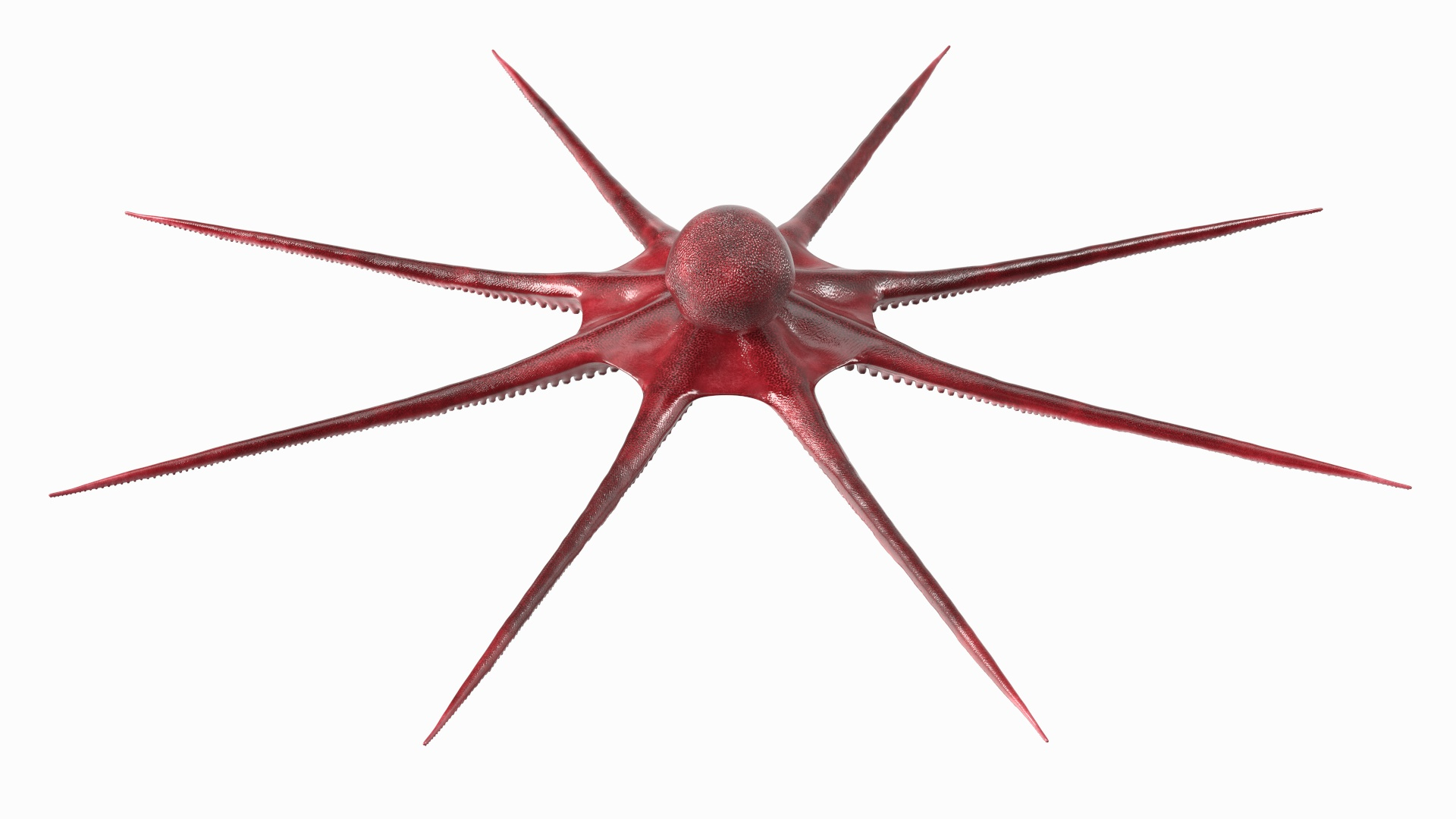 3D Octopus Vulgaris Rigged For Maya - TurboSquid 2035444