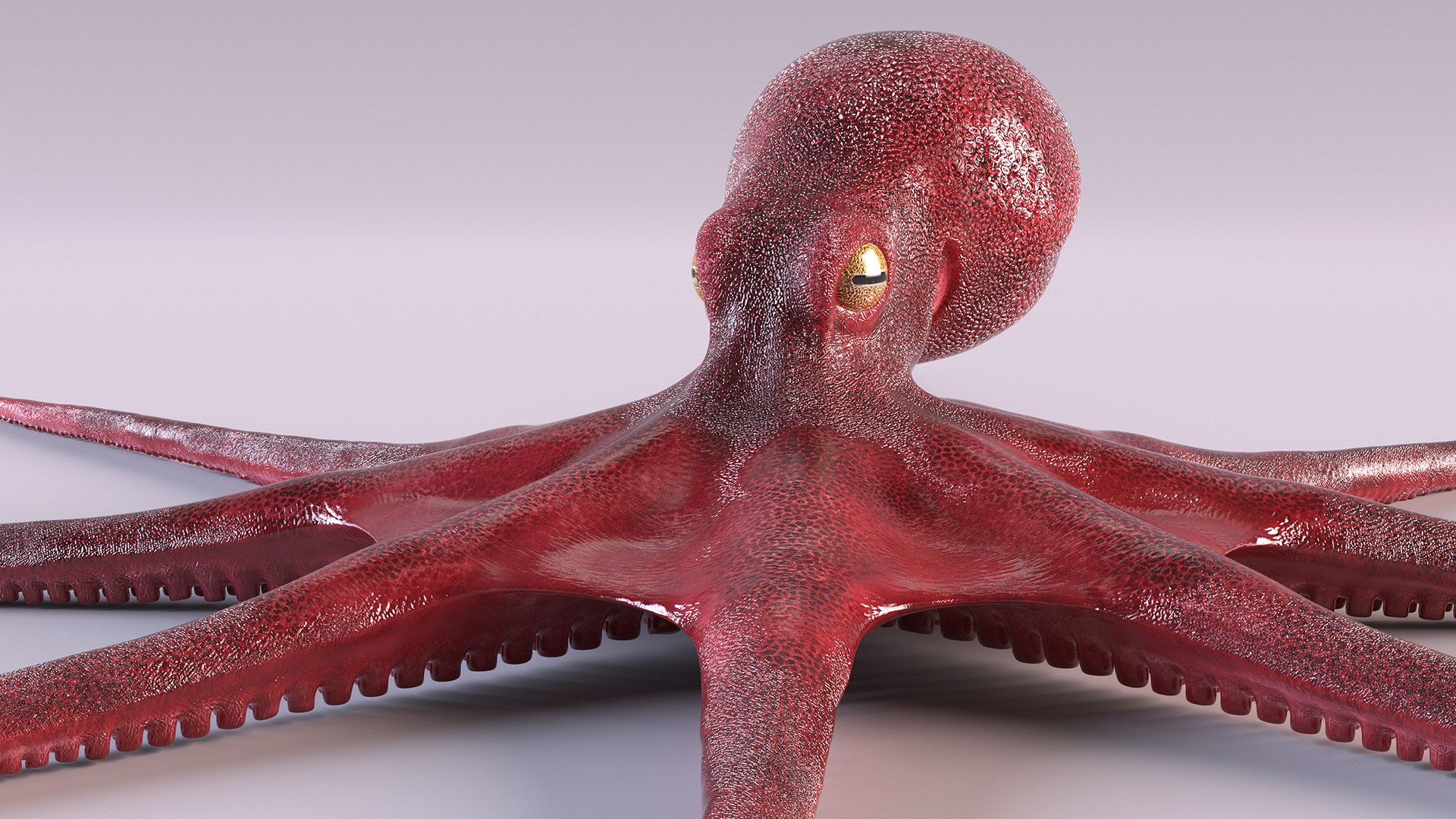 3D Octopus Vulgaris Rigged For Maya - TurboSquid 2035444