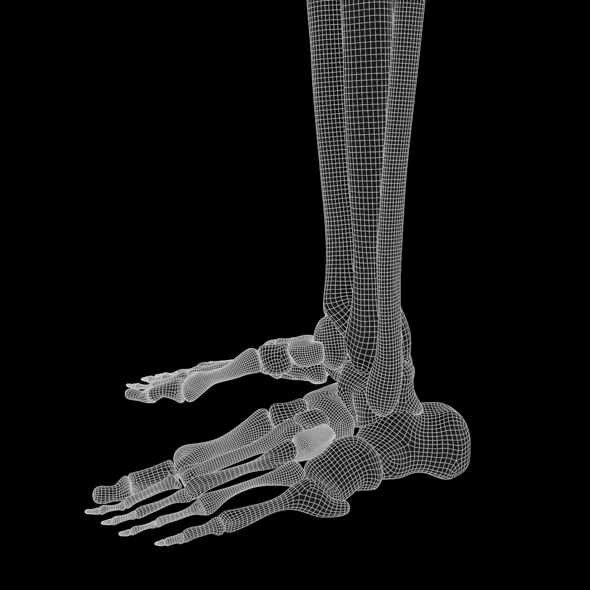 modelo 3d Anatomía completa del músculo del cuerpo - TurboSquid 1398841