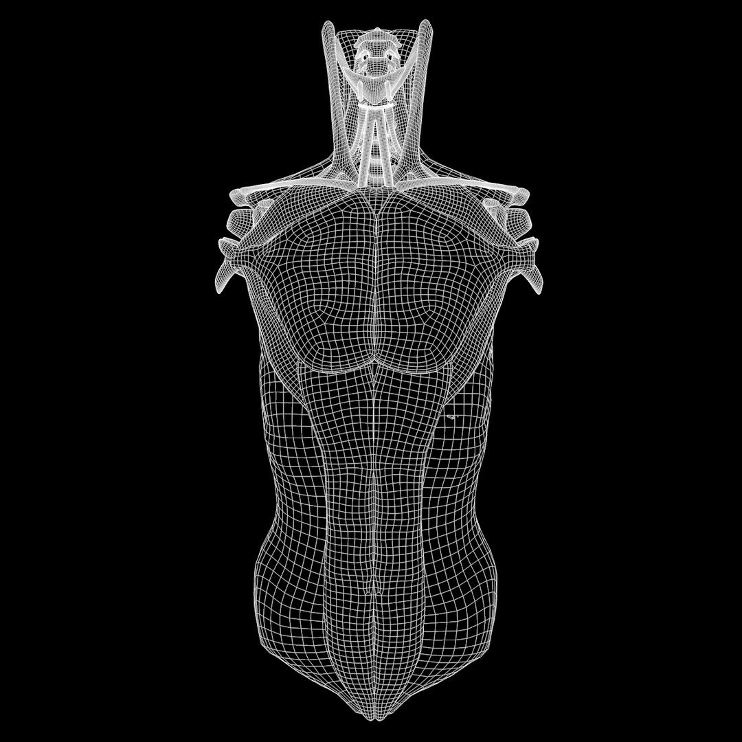 Body muscle anatomy 3D model - TurboSquid 1398841