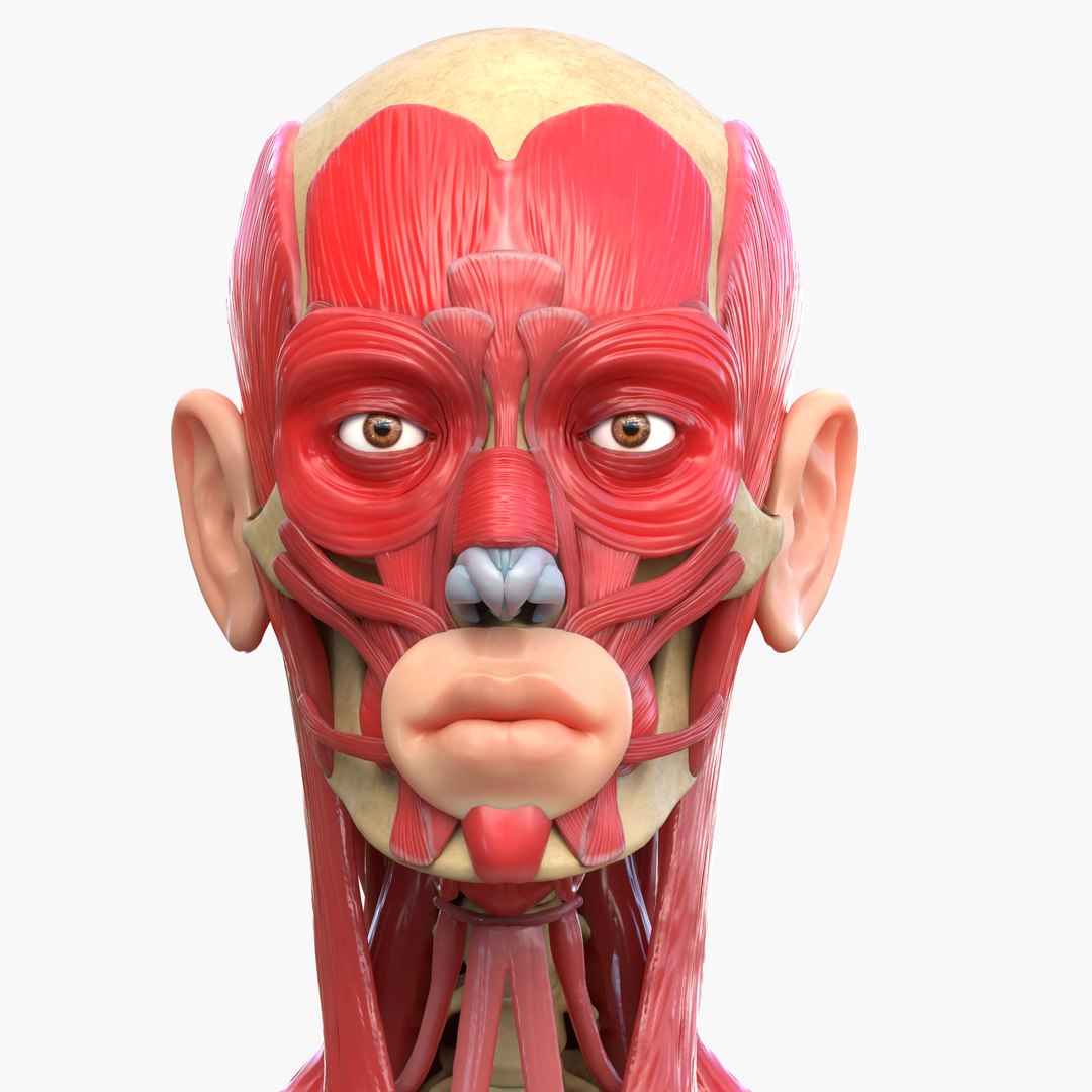 Body muscle anatomy 3D model - TurboSquid 1398841
