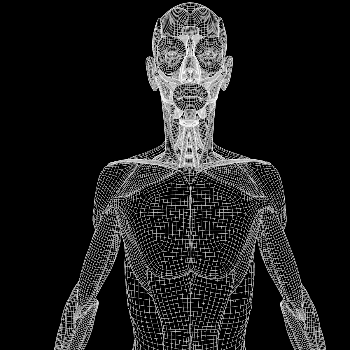 modelo 3d Anatomía completa del músculo del cuerpo - TurboSquid 1398841