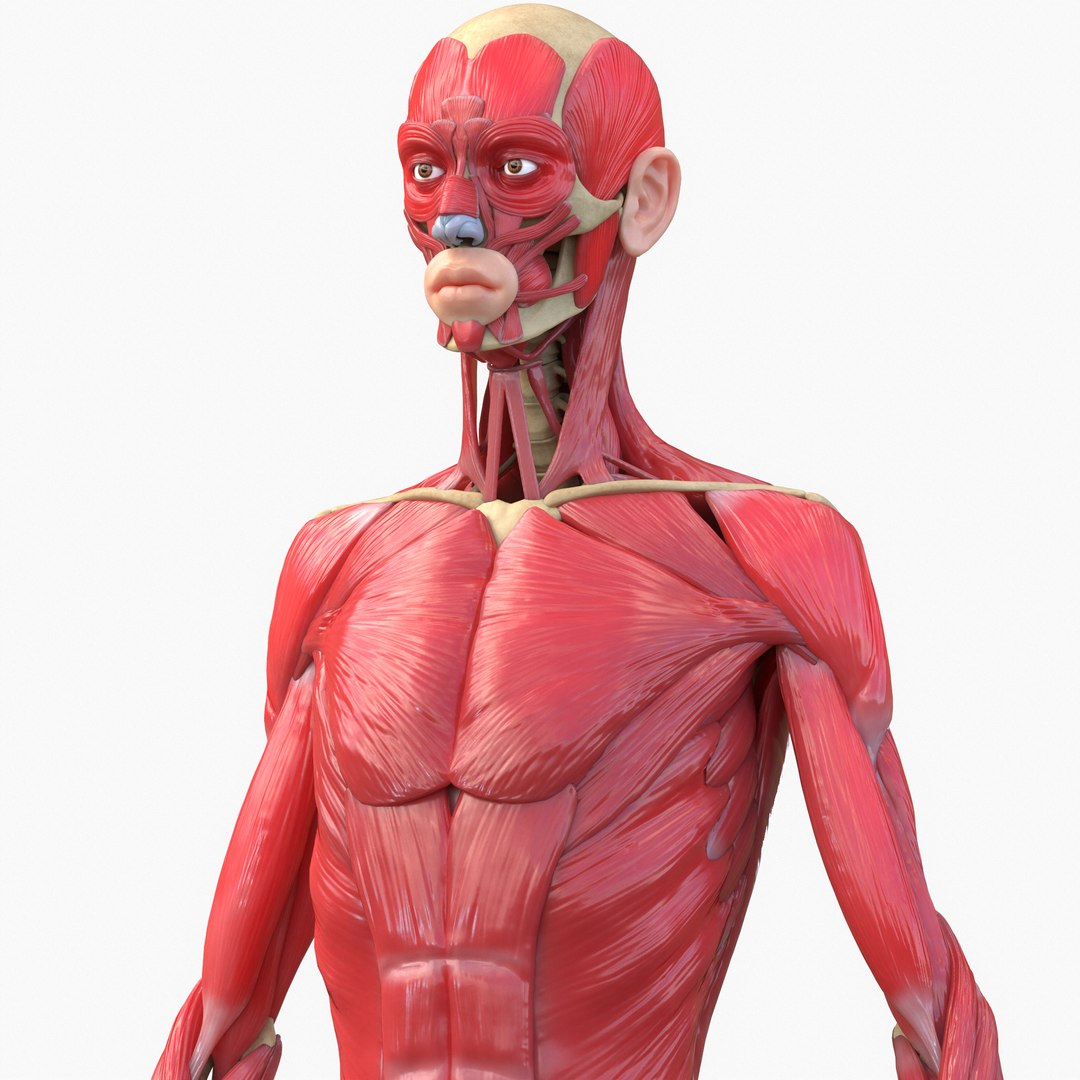 Body Muscle Anatomy 3D Model - TurboSquid 1398841