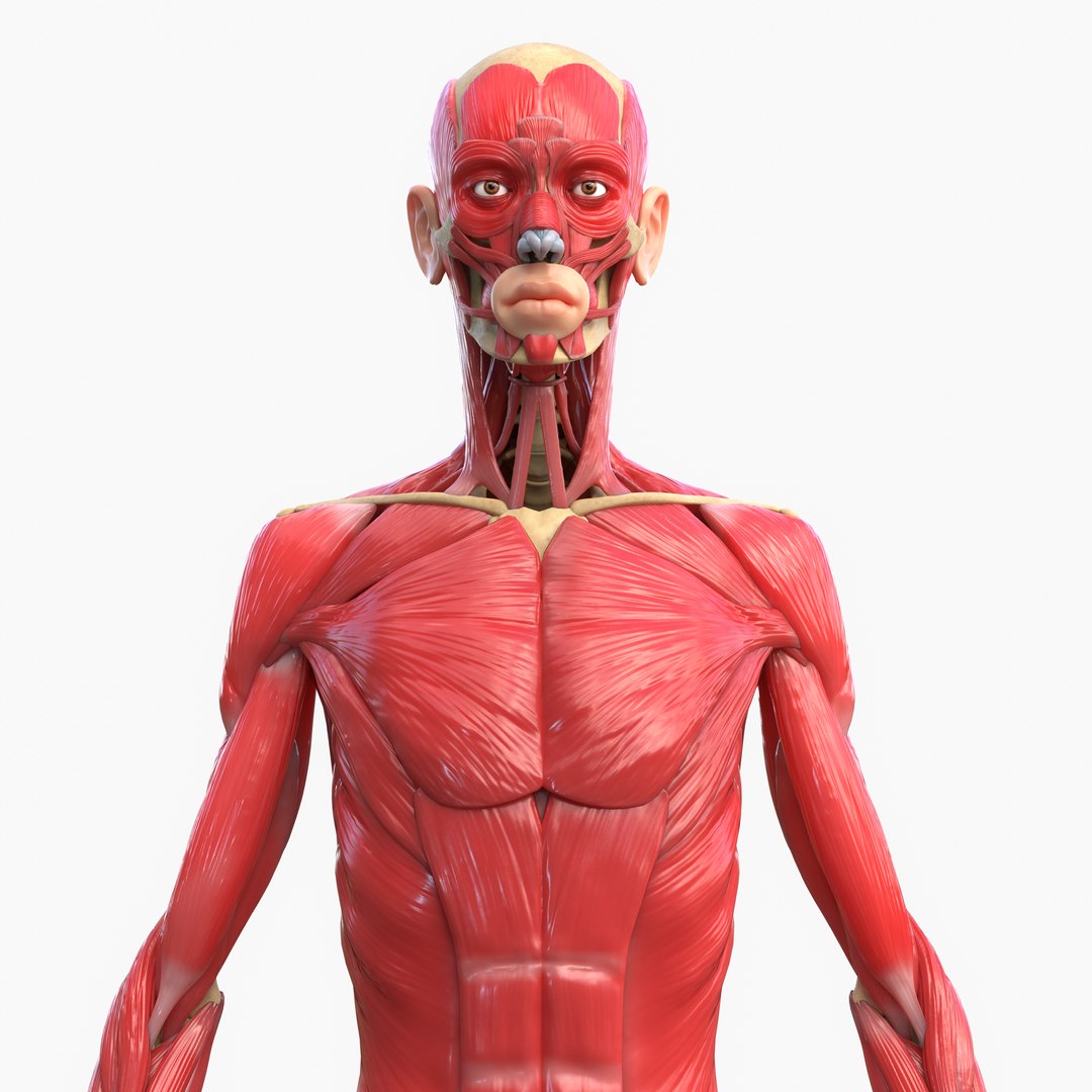 Body Muscle Anatomy 3D Model - TurboSquid 1398841