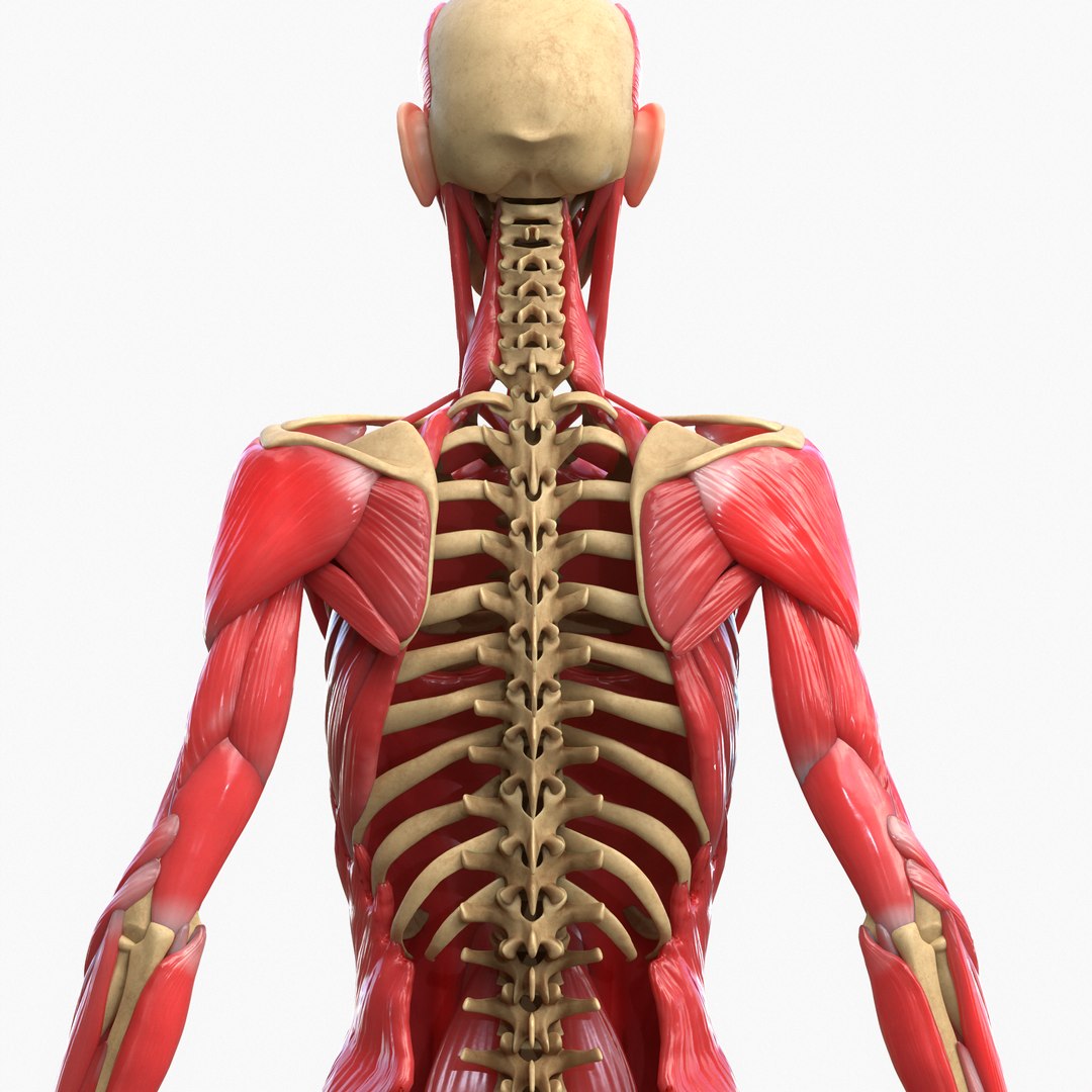 Body Muscle Anatomy 3D Model - TurboSquid 1398841