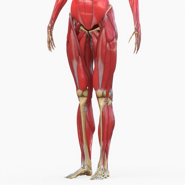 modelo 3d Anatomía completa del músculo del cuerpo - TurboSquid 1398841