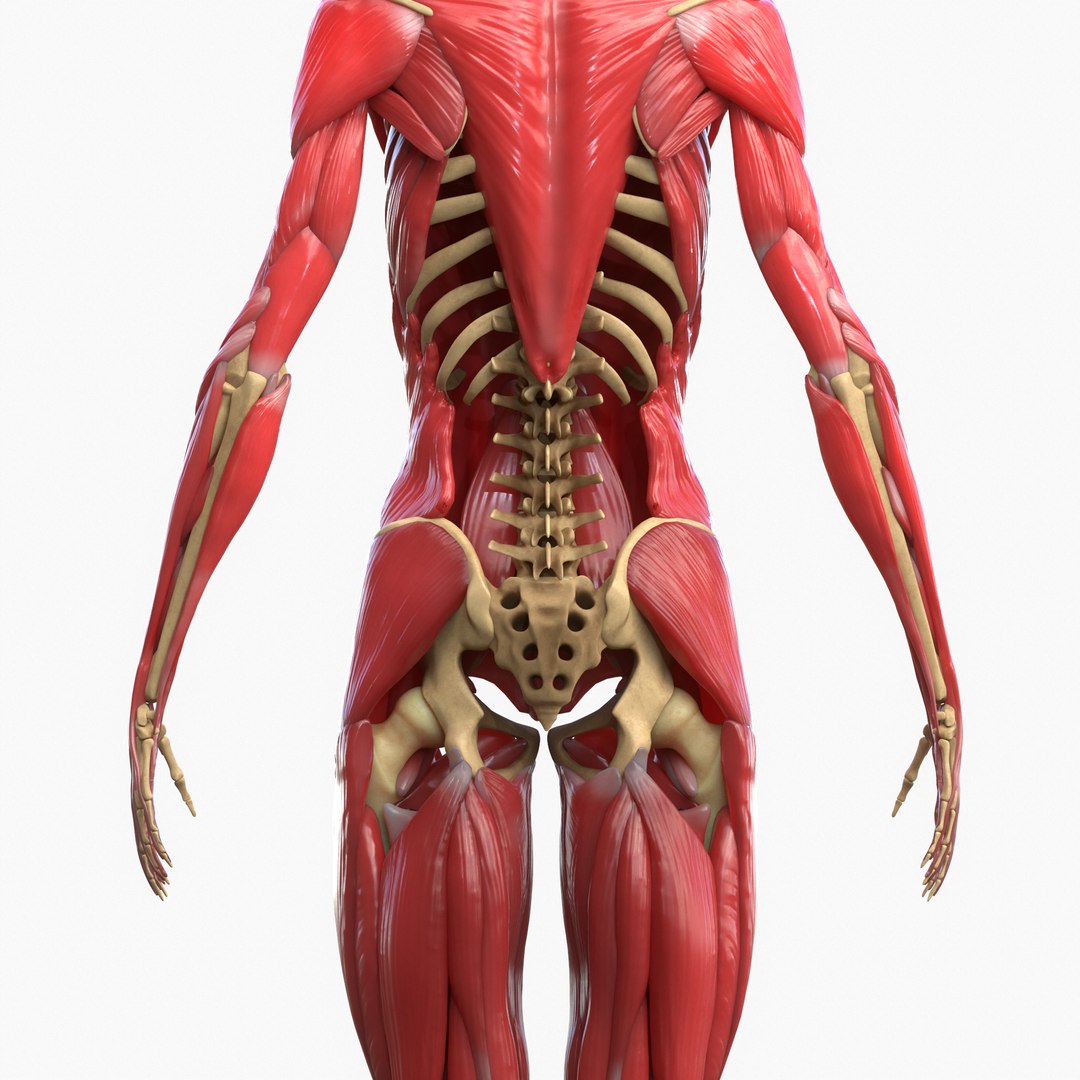 Body Muscle Anatomy 3D Model - TurboSquid 1398841