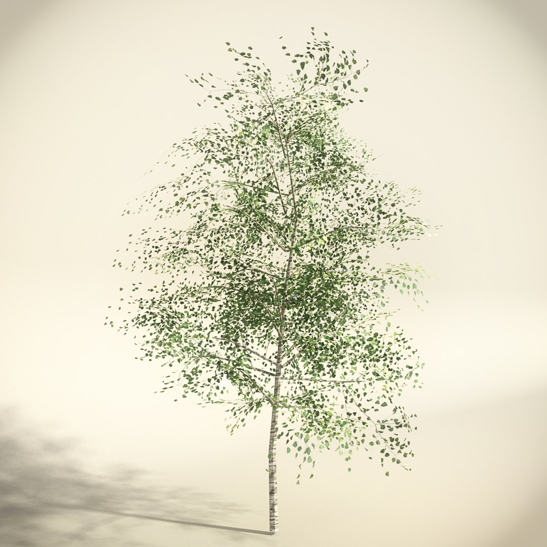 Set Birch Trees Polygonal Fbx