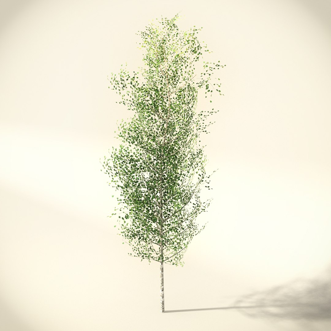 Set Birch Trees Polygonal Fbx