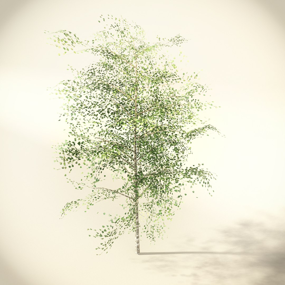 Set Birch Trees Polygonal Fbx
