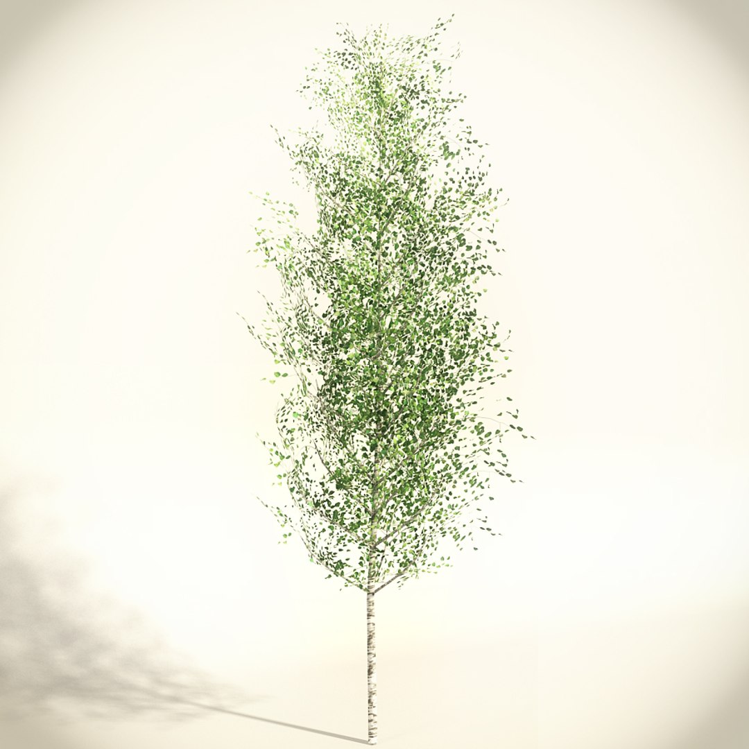 Set Birch Trees Polygonal Fbx