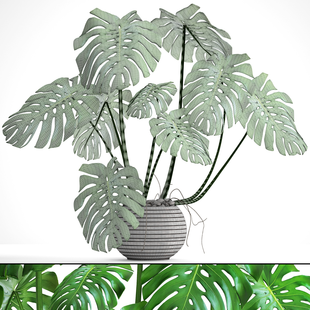 3D monstera model - TurboSquid 1161839