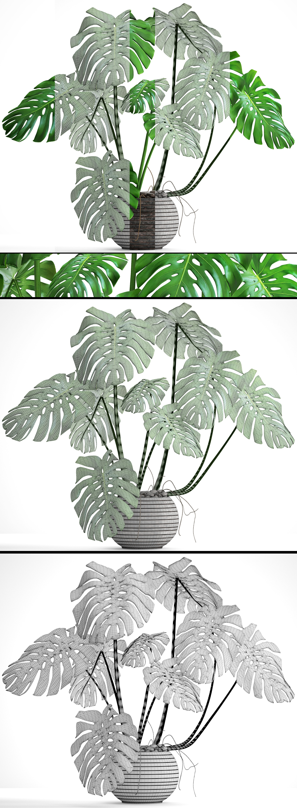 3D monstera model - TurboSquid 1161839