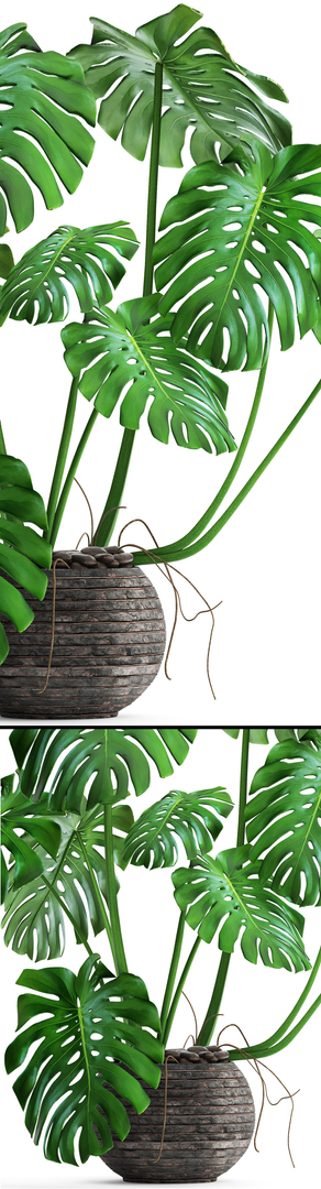 3D monstera model - TurboSquid 1161839