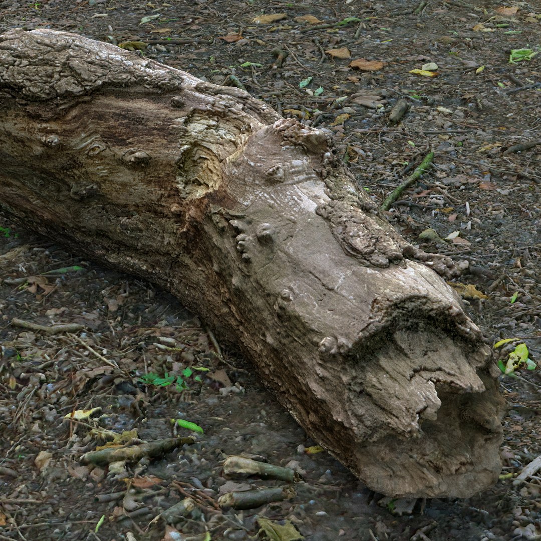 Tree Log Model - TurboSquid 1177984