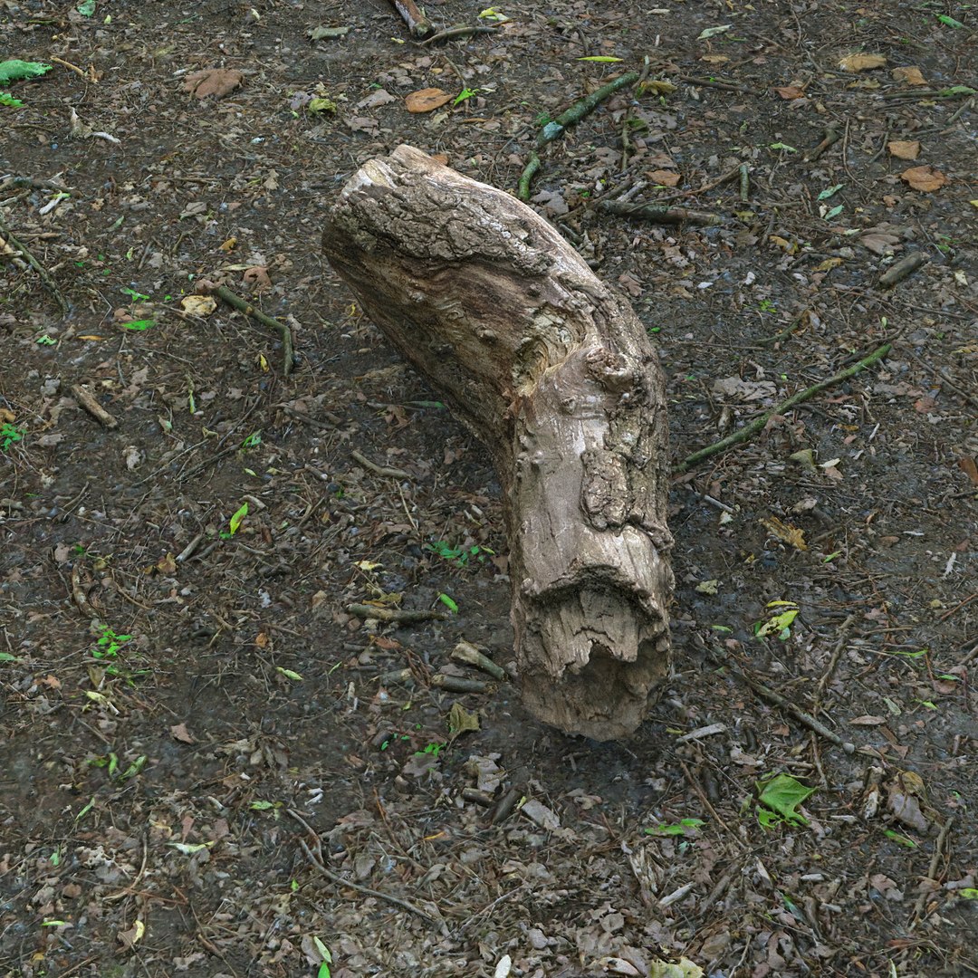 Tree Log Model - TurboSquid 1177984