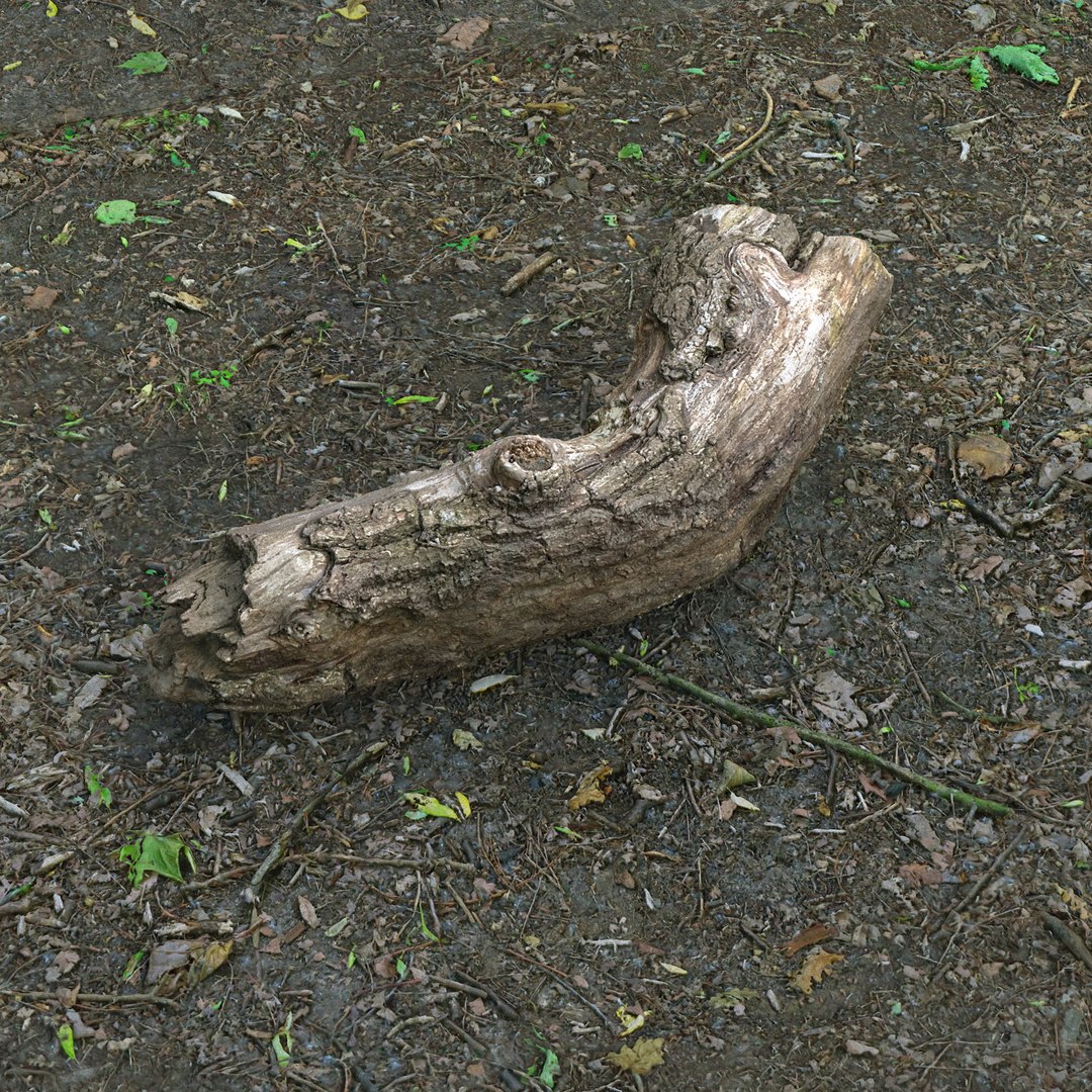 Tree Log Model - TurboSquid 1177984