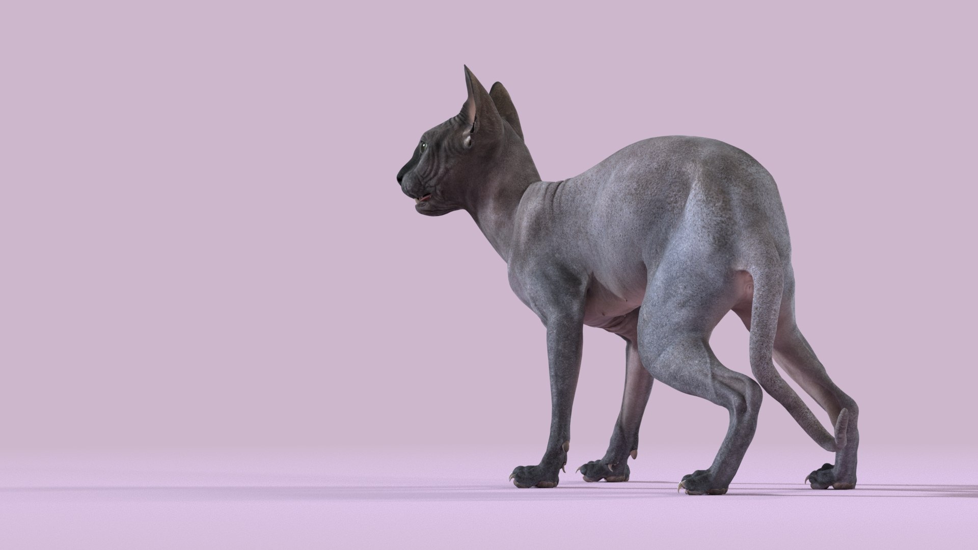 3D model sphynx cat standing - TurboSquid 1668748