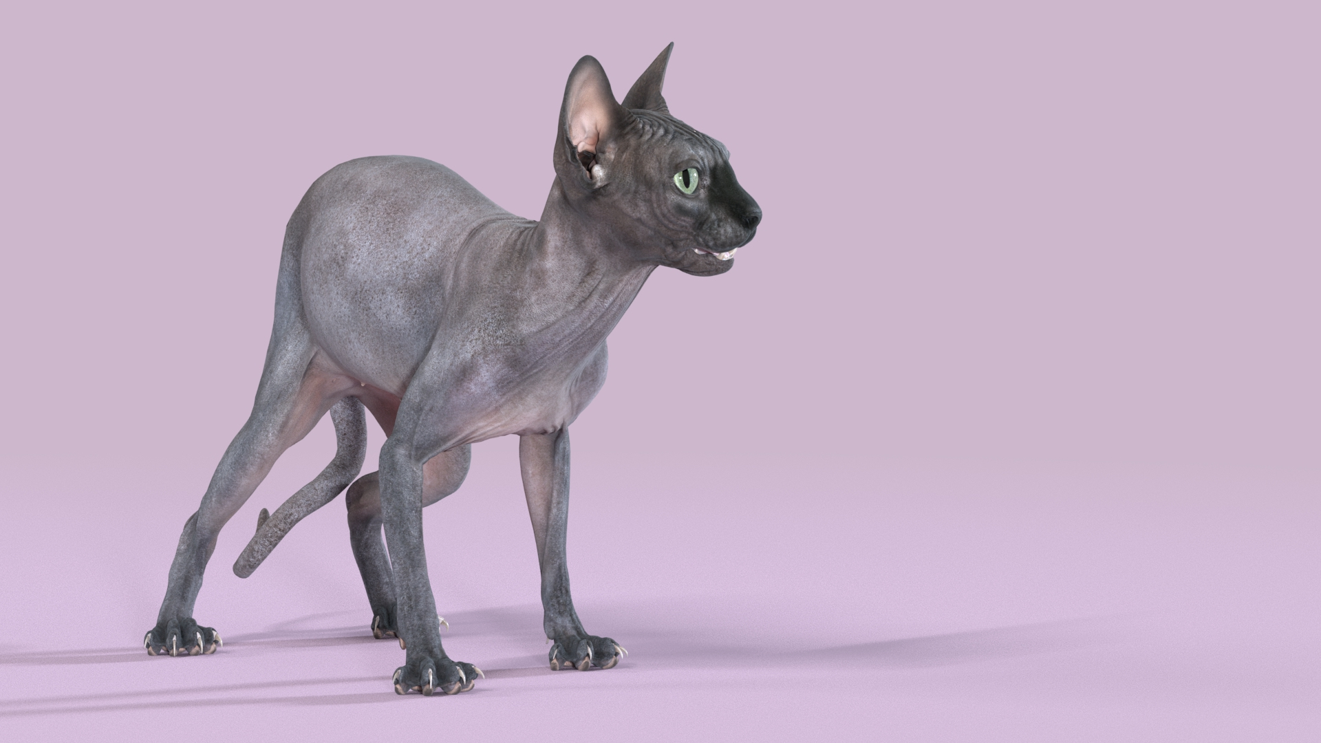 3D model sphynx cat standing - TurboSquid 1668748