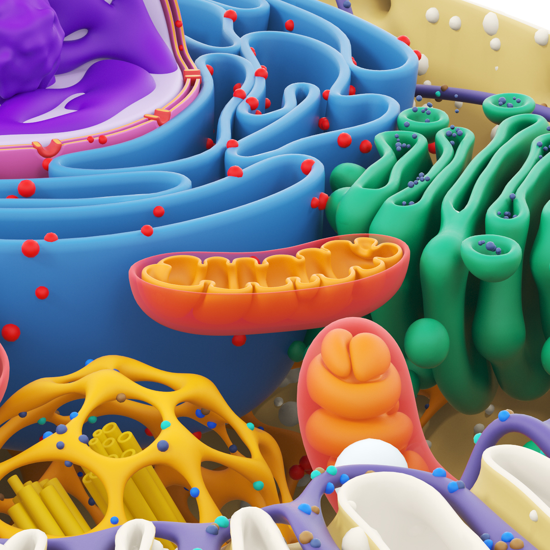 Modello 3D Cellula animale - TurboSquid 1048412