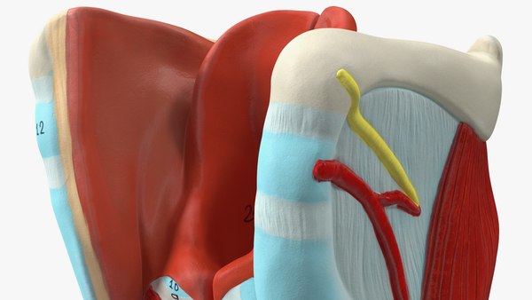 modelo 3d Modelo médico de laringe ensamblado - TurboSquid 2003775