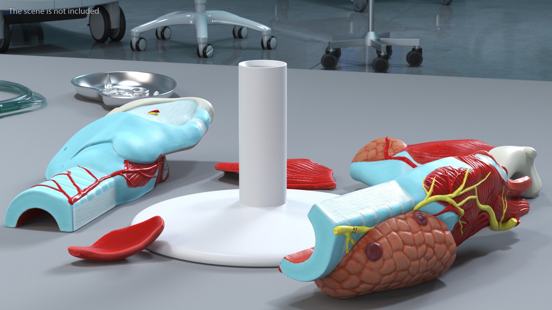 3D Larynx Medical Model Assembled Model - TurboSquid 2003775