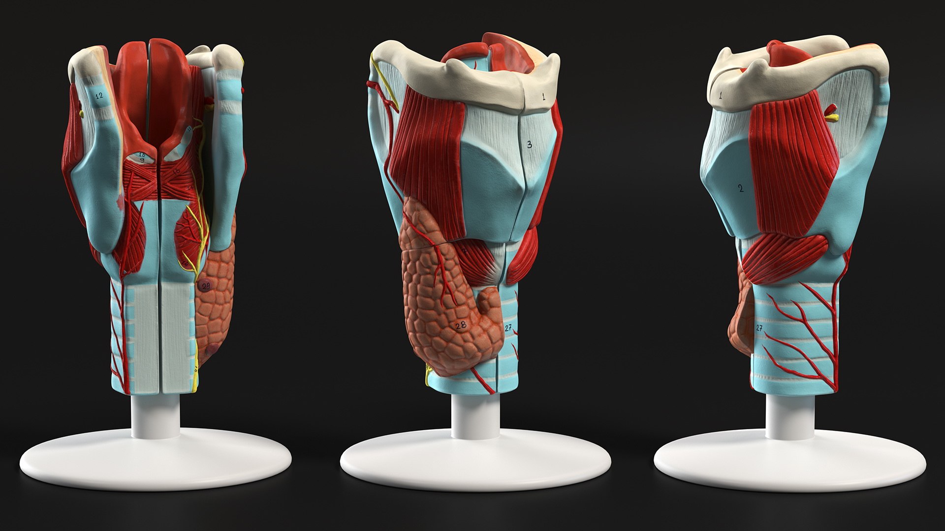 3D Larynx Medical Model Assembled Model - TurboSquid 2003775