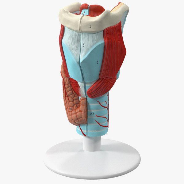 medically human larynx 3d model