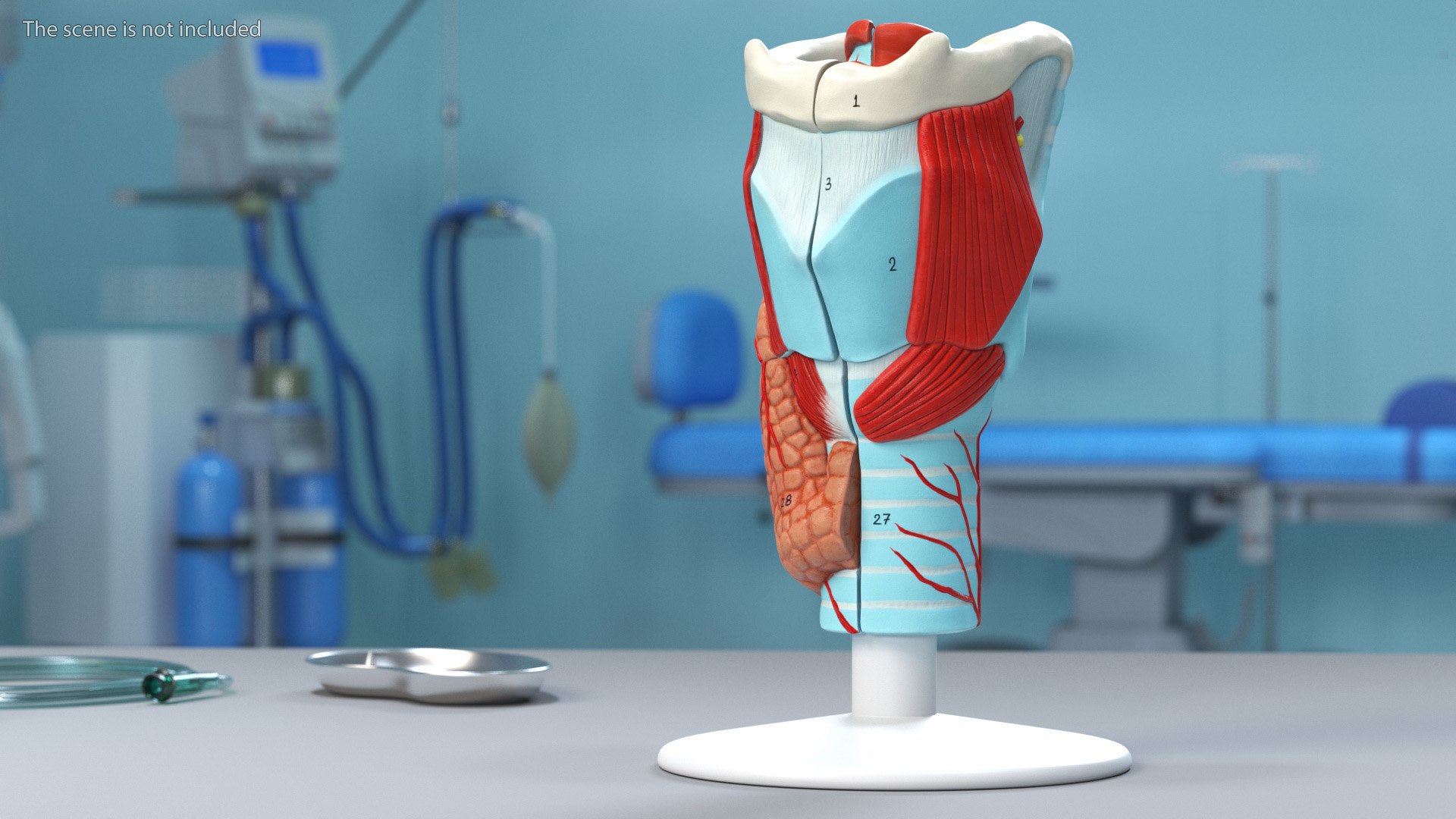 3D Larynx Medical Model Assembled Model - TurboSquid 2003775