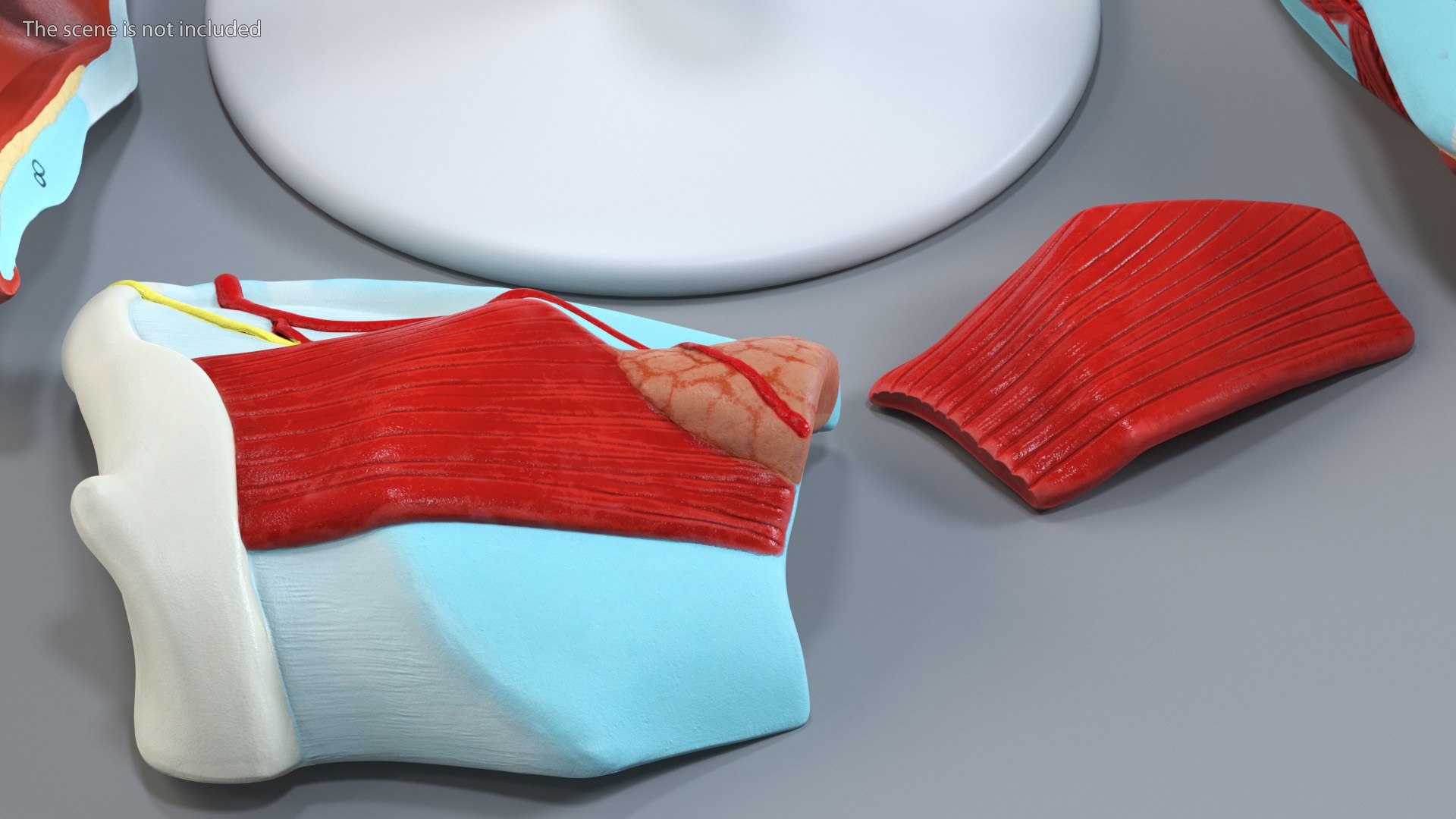 3D Larynx Medical Model Assembled Model - TurboSquid 2003775