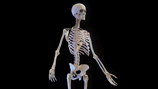 Human Male Skeletal System model - TurboSquid 2015927