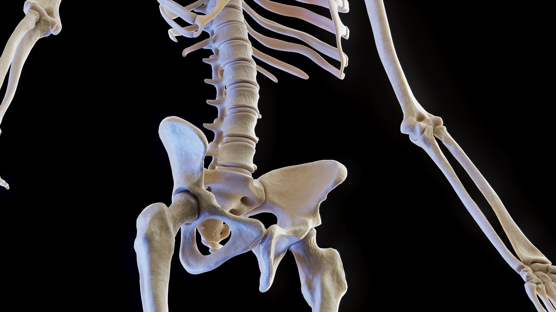 Human Male Skeletal System Model - TurboSquid 2015927