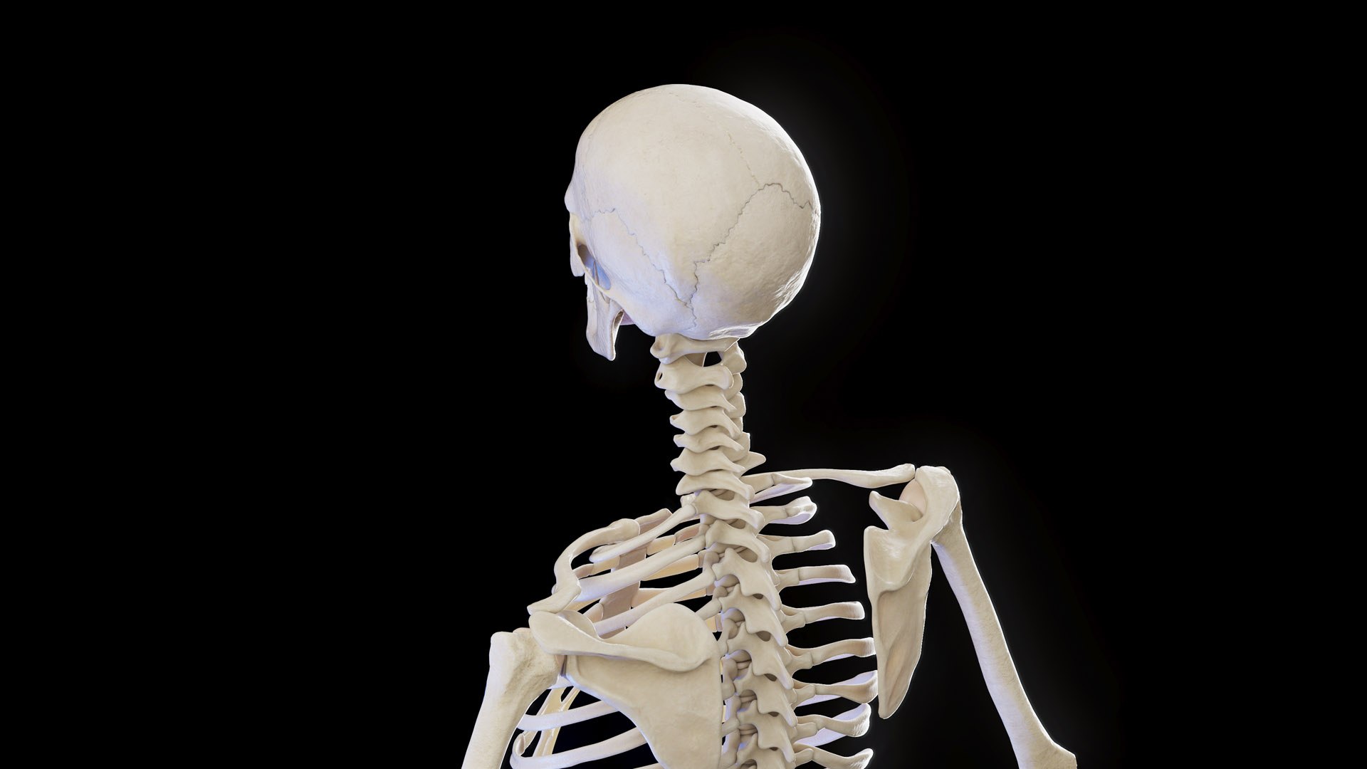 Human Male Skeletal System Model - TurboSquid 2015927