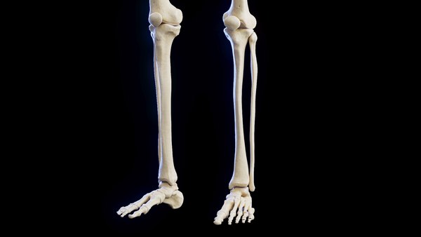 Human Male Skeletal System model - TurboSquid 2015927