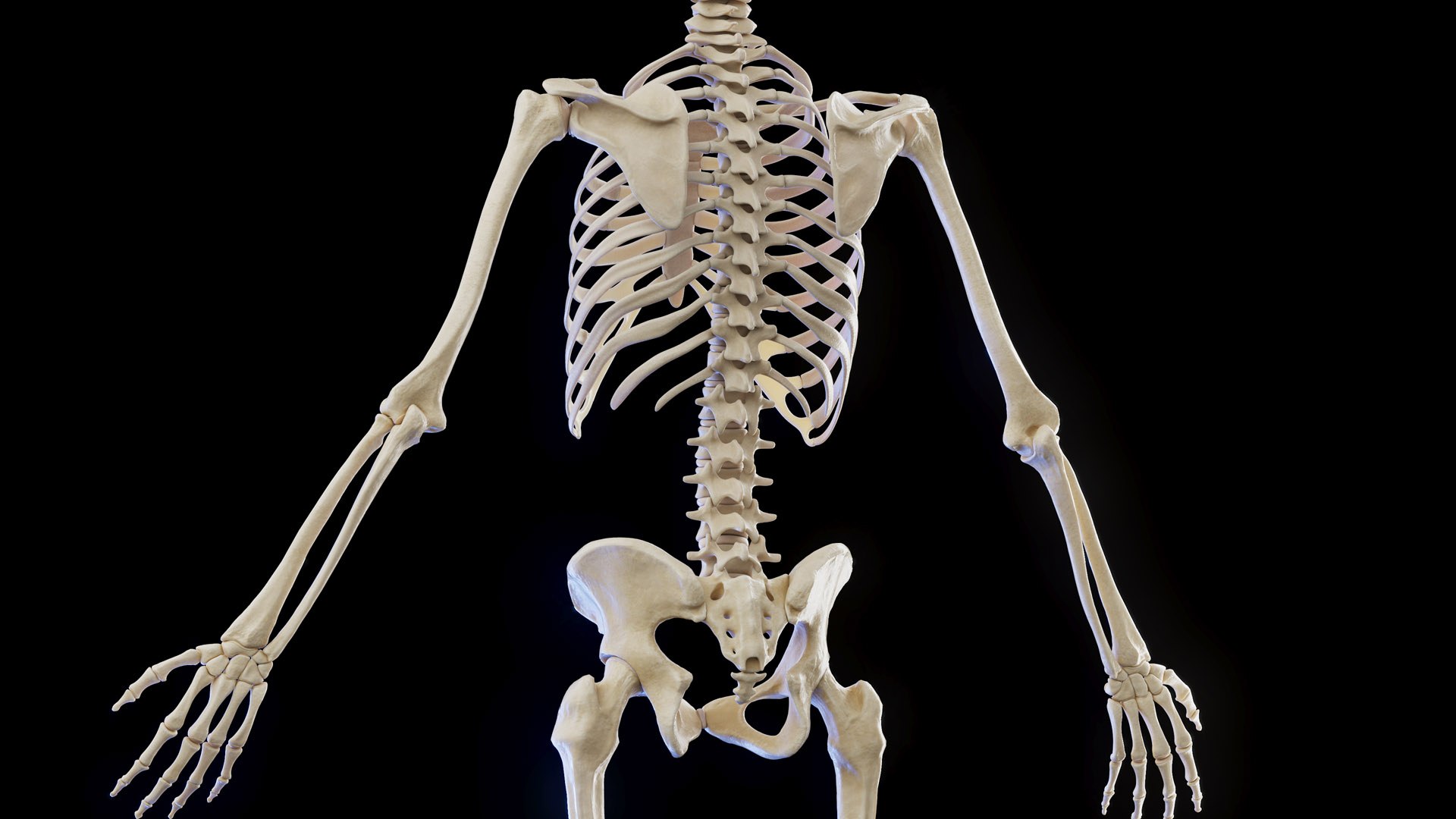 Human Male Skeletal System Model - TurboSquid 2015927