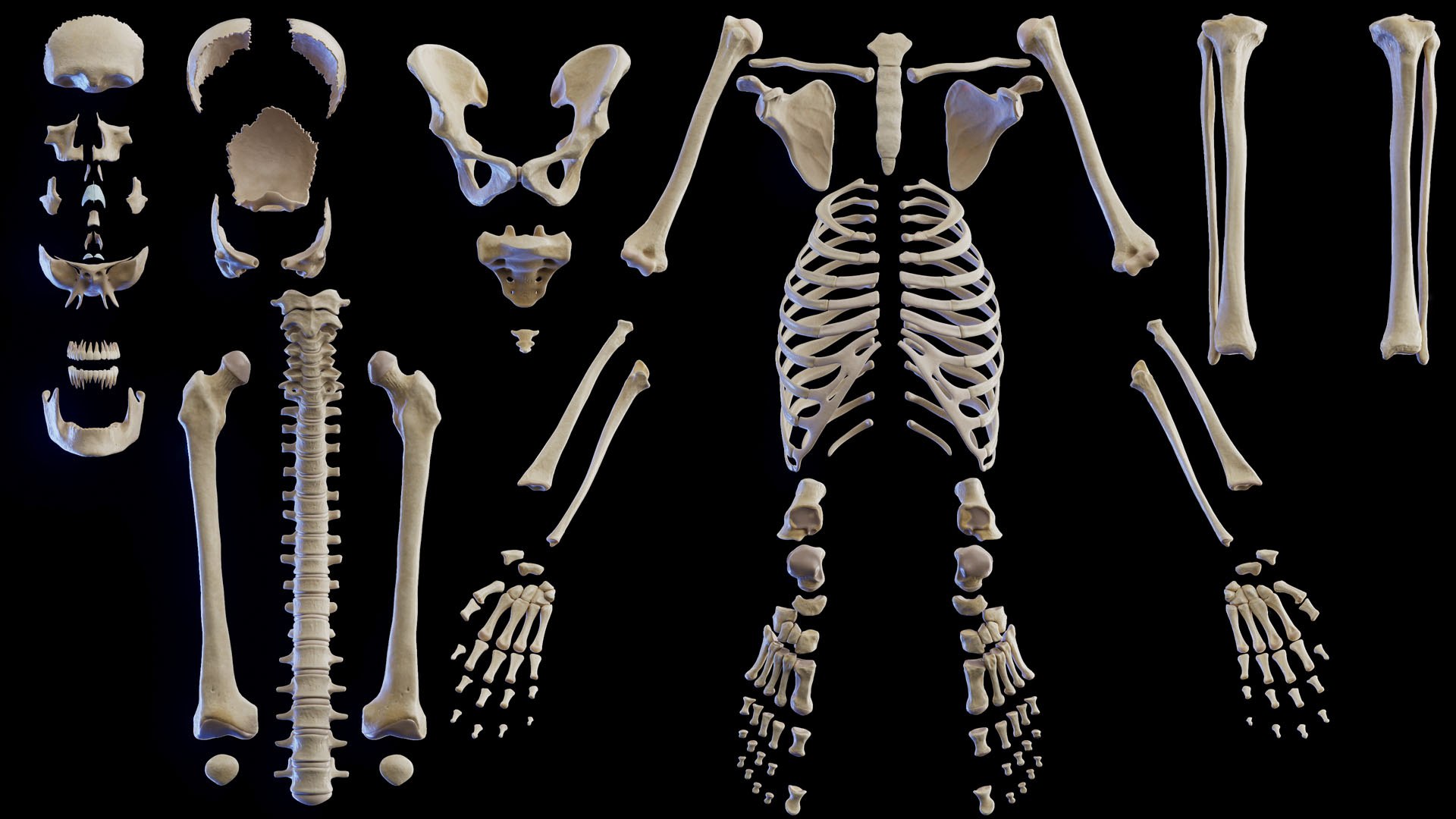 Human Male Skeletal System Model - TurboSquid 2015927