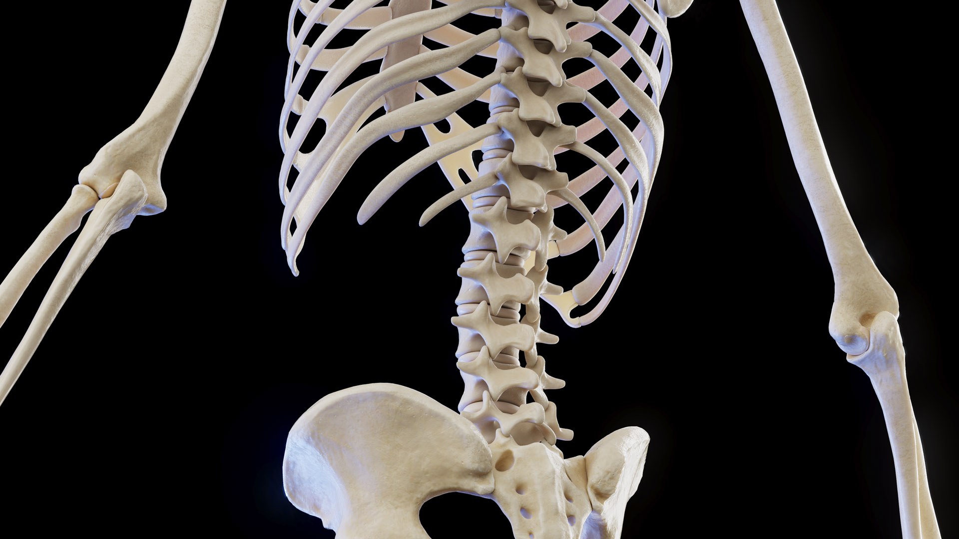 Human Male Skeletal System Model - TurboSquid 2015927