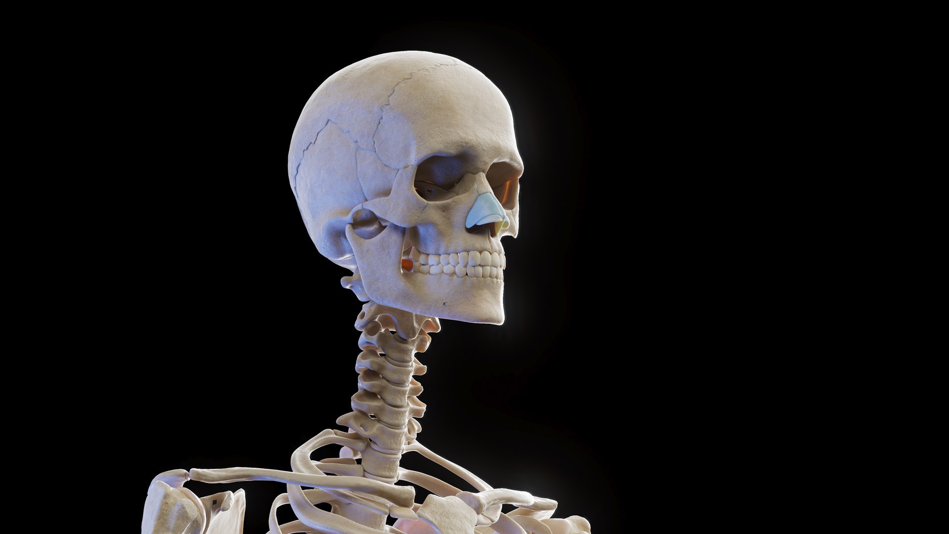 Human Male Skeletal System Model - TurboSquid 2015927