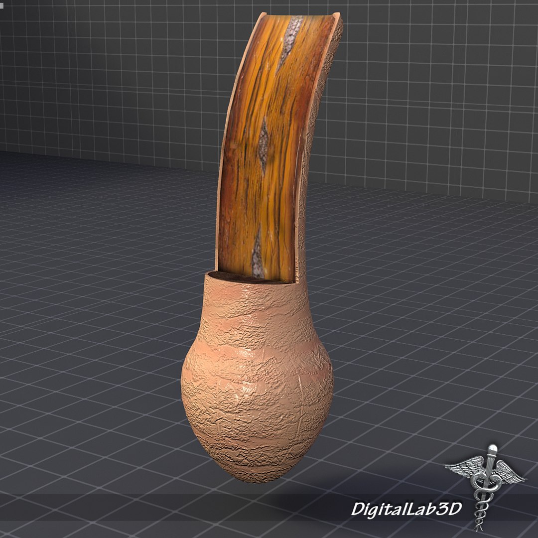 human hair anatomy 3ds