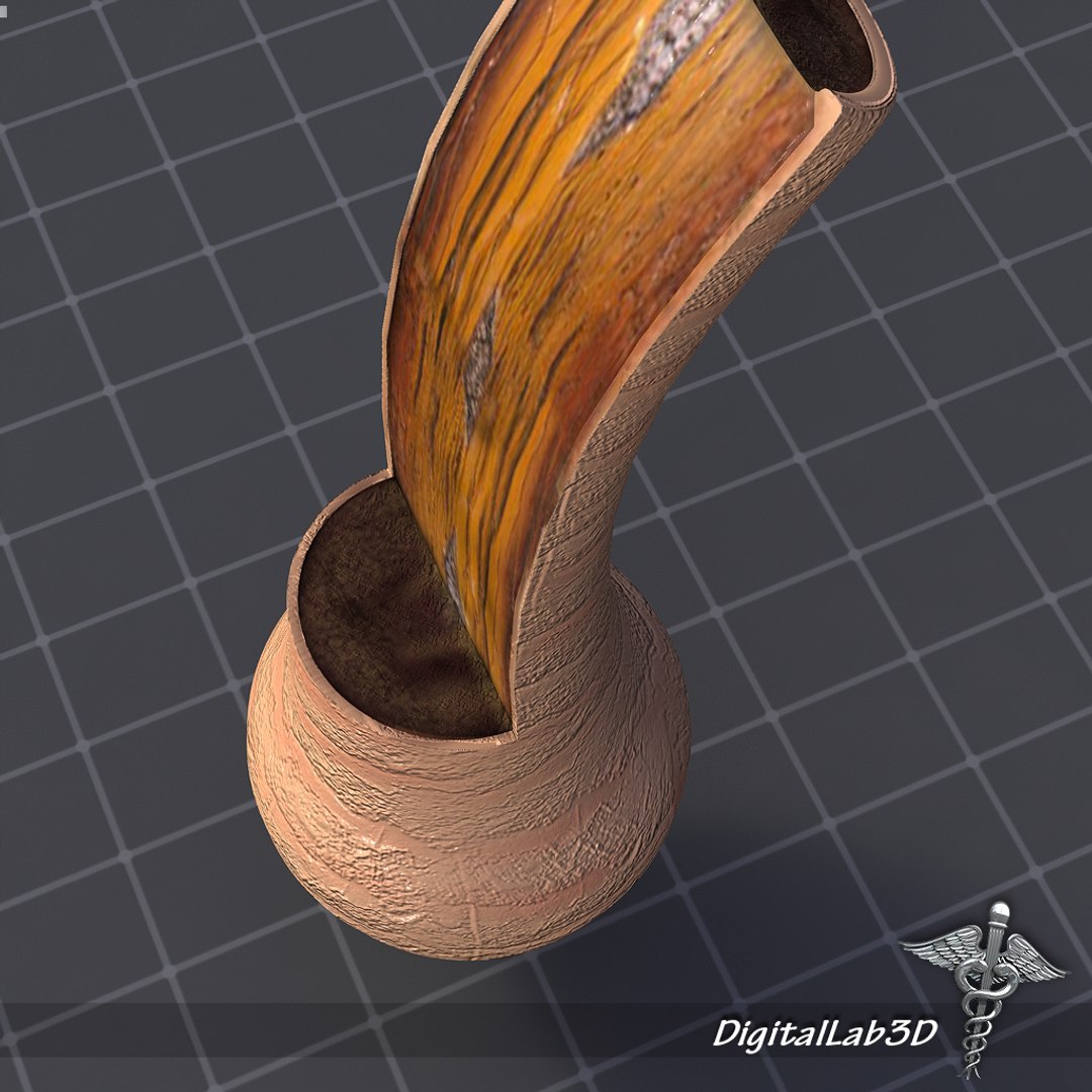 human hair anatomy 3ds