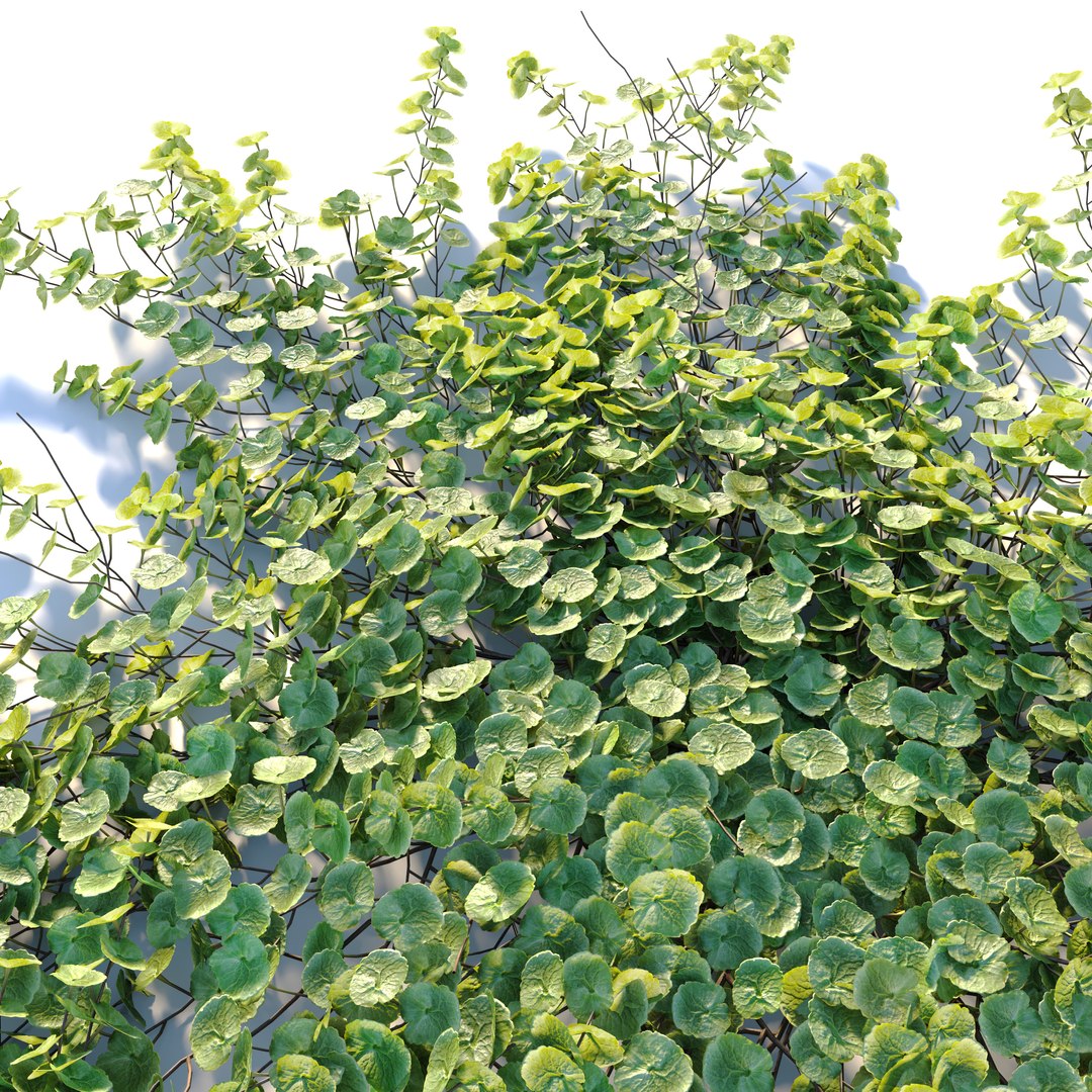3D Wild Creeper Plant - TurboSquid 1936092