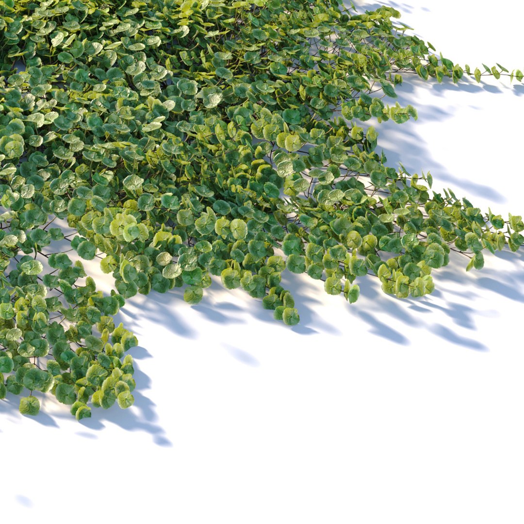 3D Wild Creeper Plant - TurboSquid 1936092