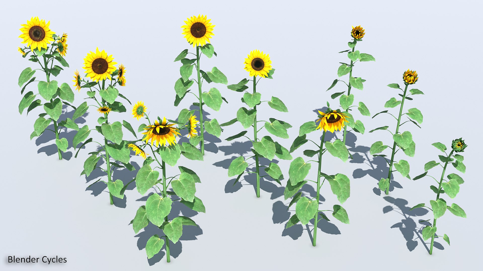 Sunflower 9 3d Model