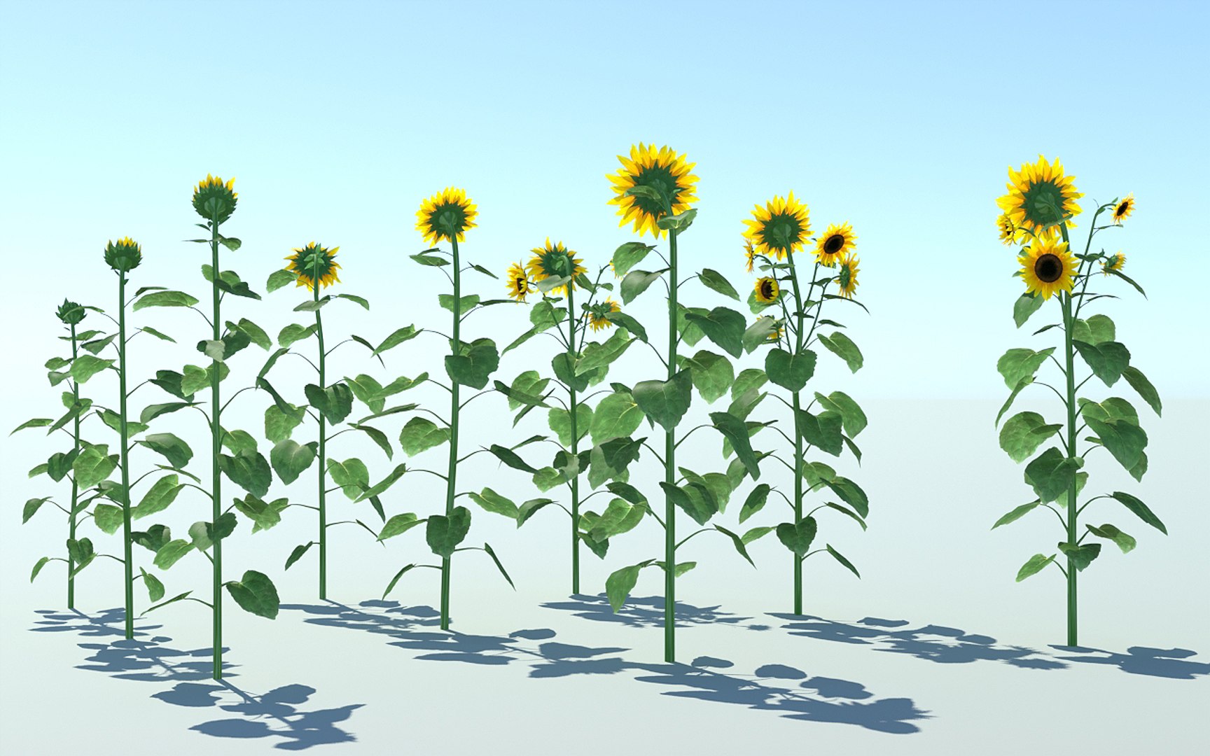 Sunflower 9 3d Model