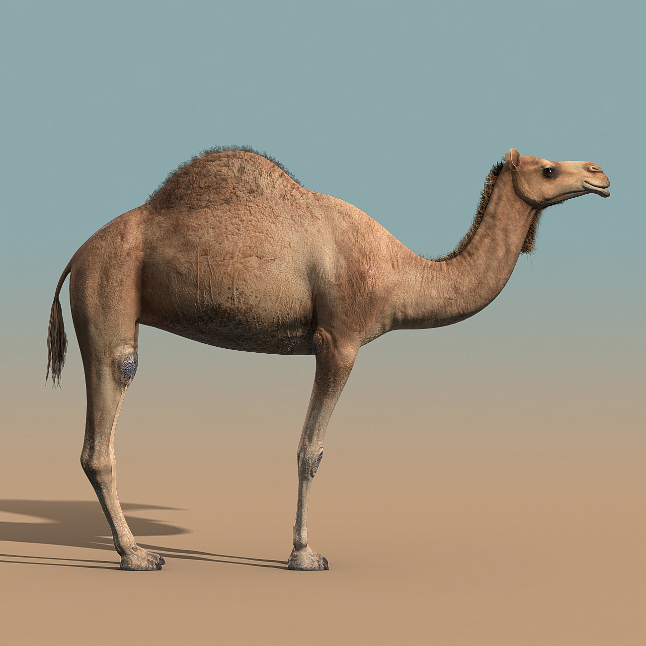 camel animation 3d max