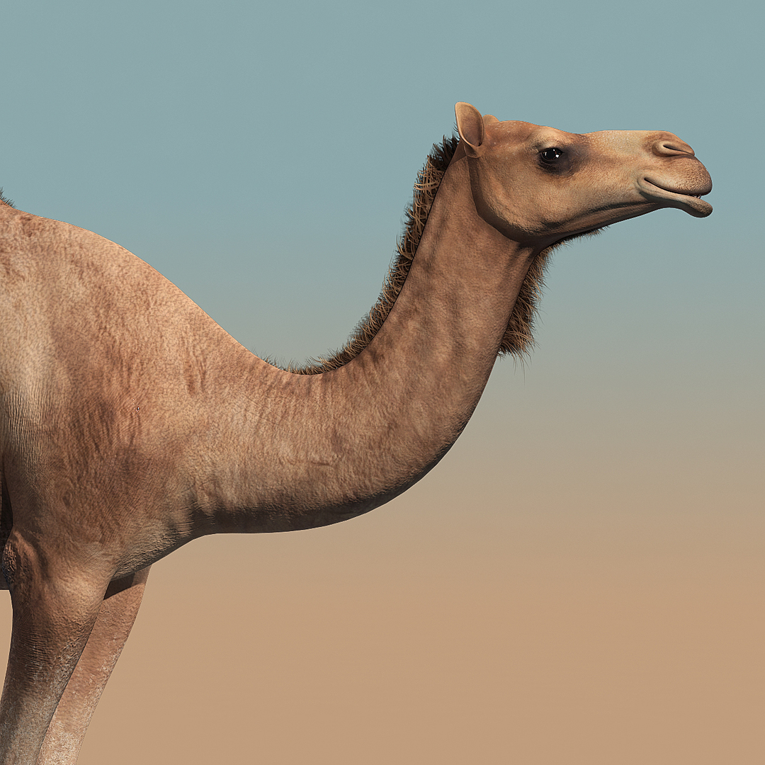 camel animation 3d max