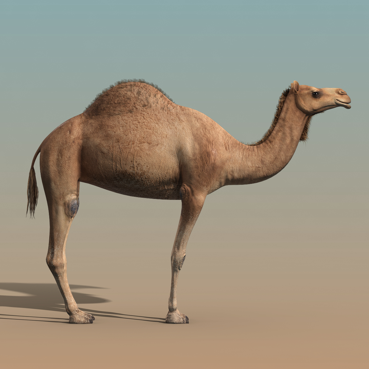 camel animation 3d max