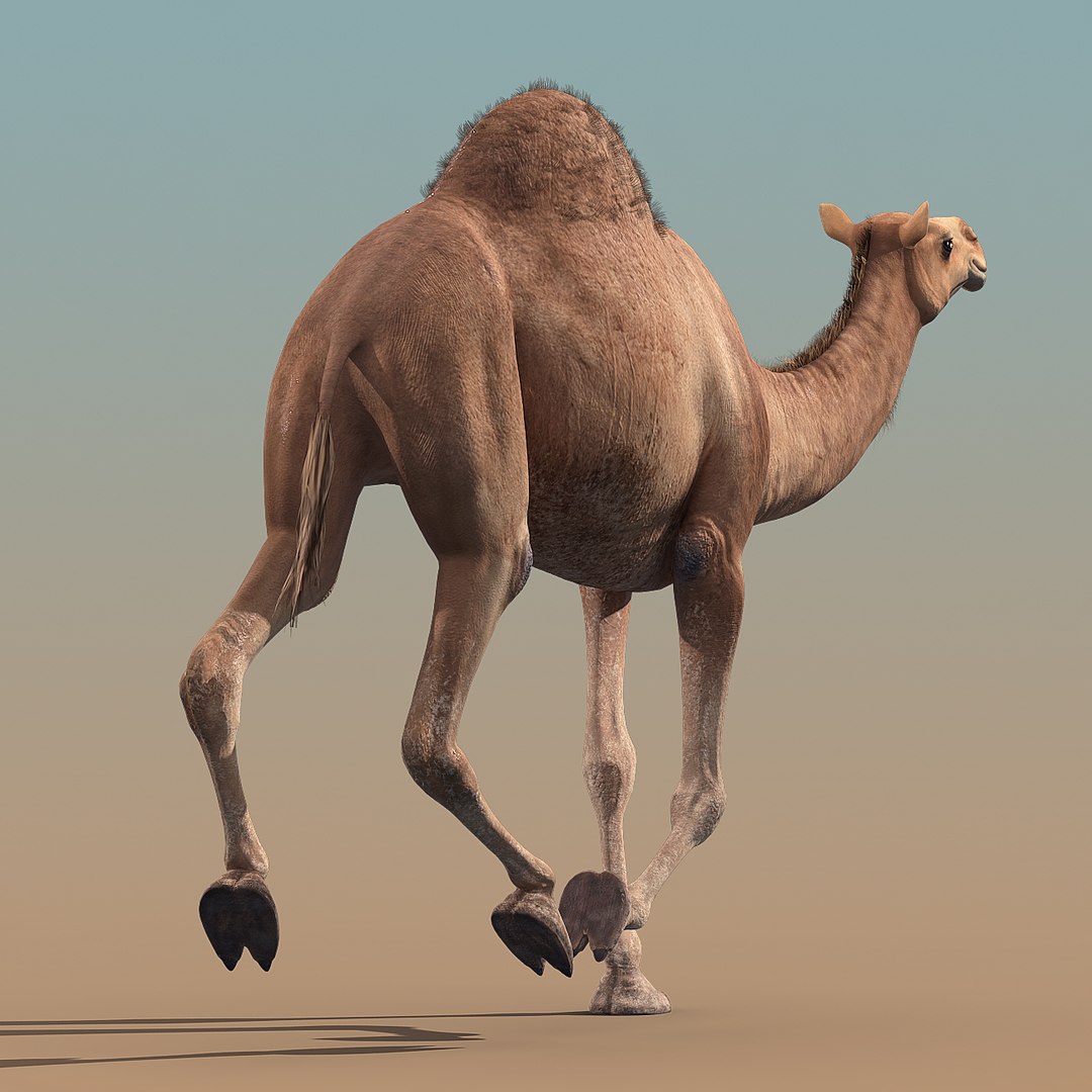 Camel Animation 3d Max